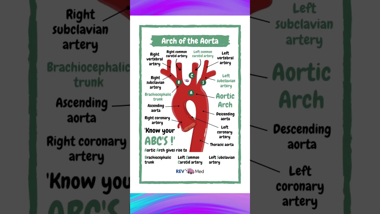 Arch of the Aorta - Anatomy