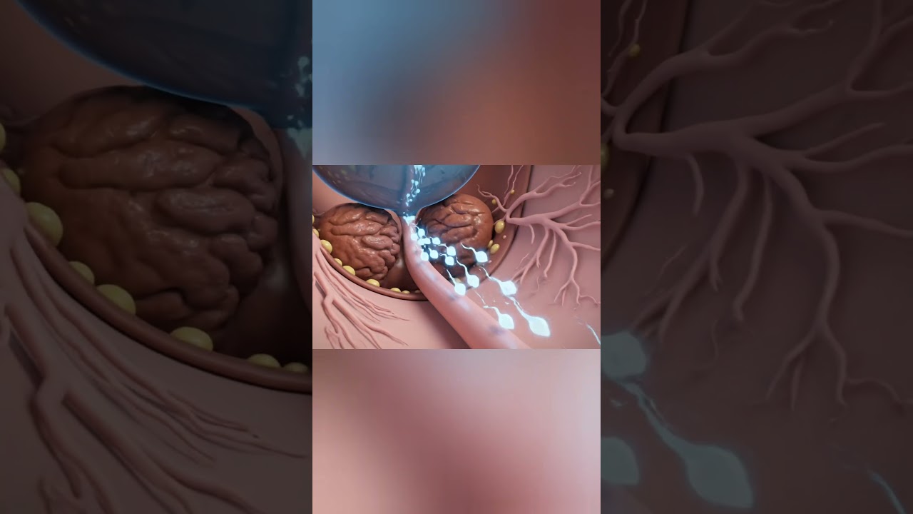 The Function of the Prostate Gland in Semen Formation