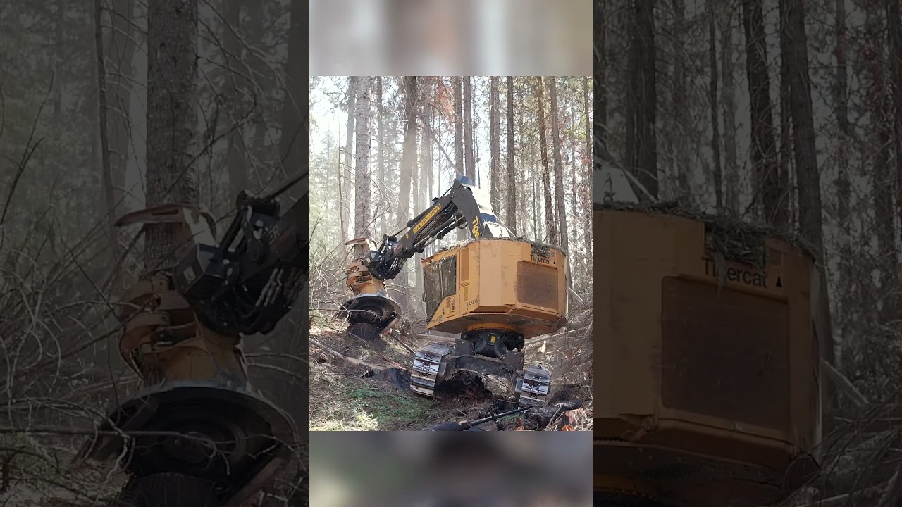 Idaho Logging - Feller Buncher - Tigercat LX830D