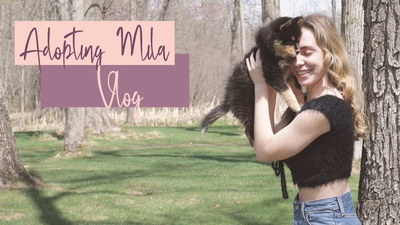 VLOG: Adopting a Pomsky Puppy