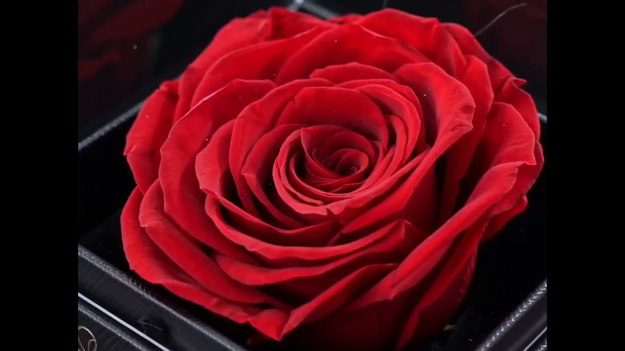 Artificial Rose Gift Box with Drawer | Luxury Valentine’s Day & Proposal Gift Idea | Factory Direct