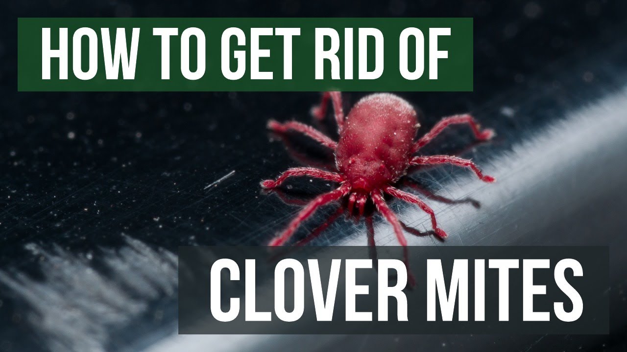 How To Get Rid of Clover Mites in 4 Easy Steps | DIY Clover Mite Control