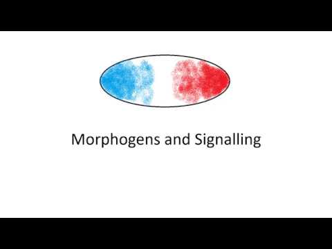 Morphogens Vs Signals
