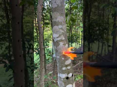 The process of creating incense holes on agarwood trees and making incense#agarwood #agarwoodtree#沉香