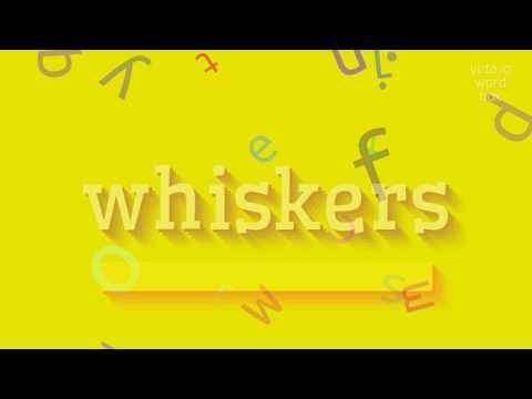 How to say "whiskers"! (High Quality Voices)