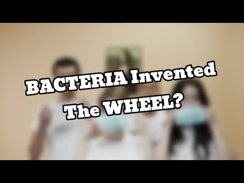 Bacteria invented the wheel? | 14 Funny Facts – Ministry of Facts