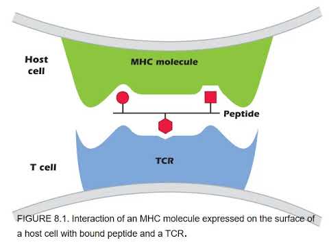 Role of the MHC in immune response