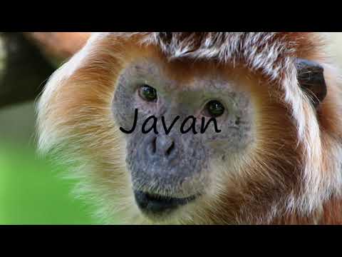 How to Pronounce Javan?