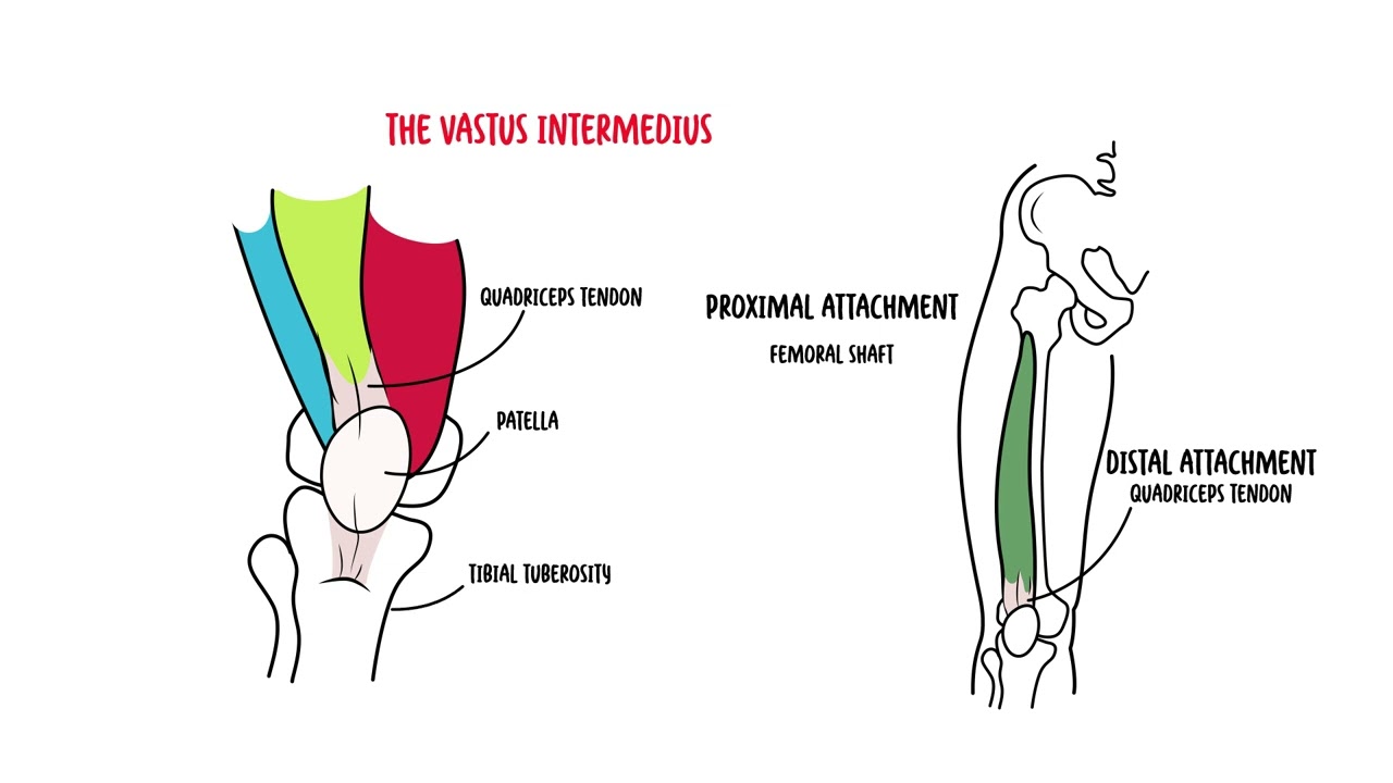 Quadriceps muscle - Clinical Anatomy