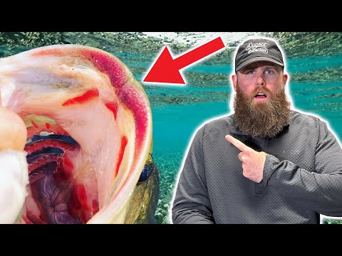 What Does Bass with Red Crushes ACTUALLY Mean?