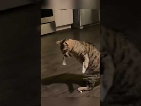 Funny Animal - Best moments #Shorts