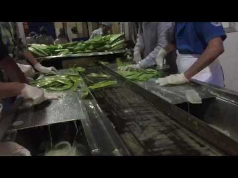 Aloe Vera Processing Machine and Plant - Aloe Vera Processing Plant ...
