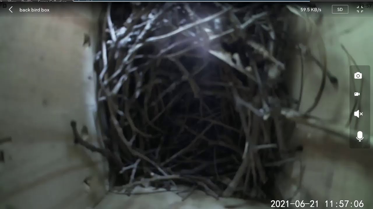 Bird Nesting Box @ the Jaffa Environmental Ed Centre Livestream
