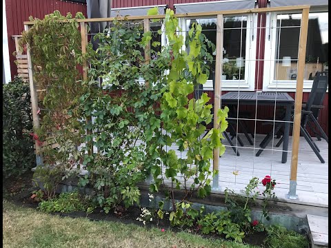 Så bygger du en spaljé – Tufvessons kommunikation