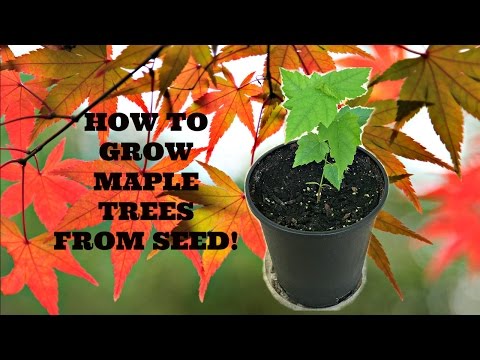 How to Grow Maple Trees from Seed!