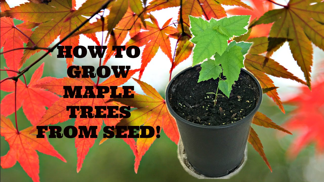 How to Grow Maple Trees from Seed!