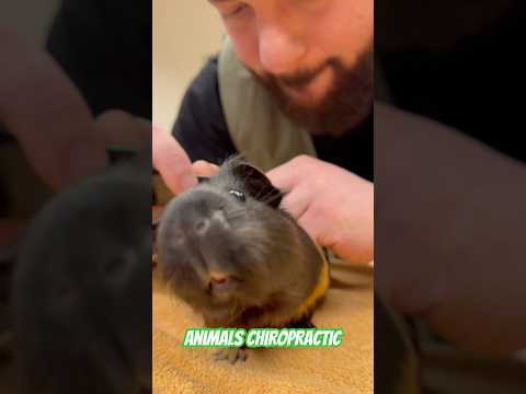 Chiropraktik fรผr Tiere ๐๐#asmr #dogshorts #foryou #tรผrkiye #love #help #chiropractic