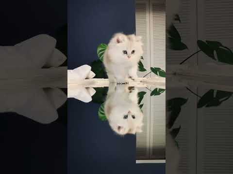 Armstrong and mirror. A Purr-fect Reflection!