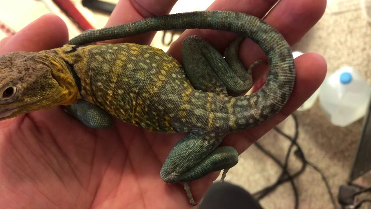 Collared Lizard Brumation 101