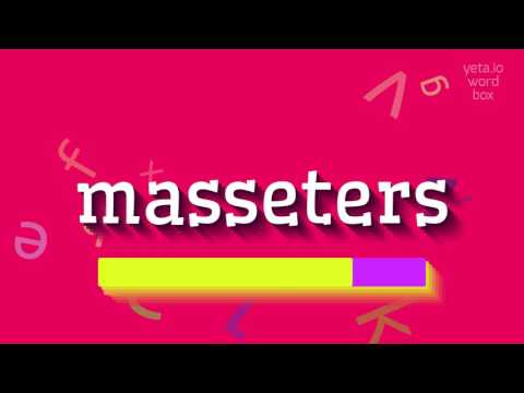 How to say "masseters"! (High Quality Voices)