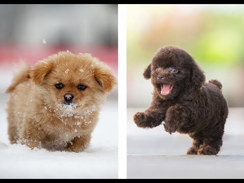 Smallest dogs in the world 2022 !