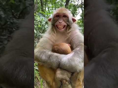 Monkey Funny Laugh Meme Template | No Copyright Monkey Laugh New Meme Templates | #memetemplate
