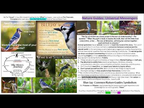 Blue Jay|Animal Totem Spiritual Meaning|Divine Alignment|F4YT