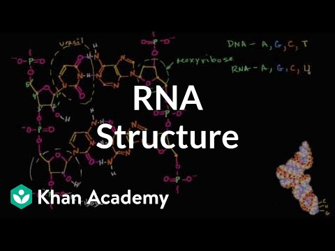 Molecular structure of RNA | Macromolecules | Biology | Khan Academy
