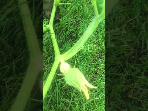 Part 2 How do I survive a hostile work environment #marissevlog #gardening #urbanagriculture #garden