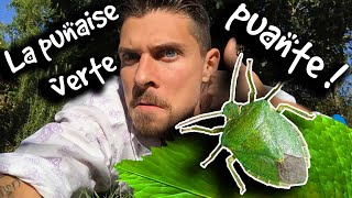 Punaise rouge : tout savoir sur cet insecte étonnant