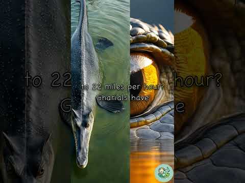 Facts About the Gharial