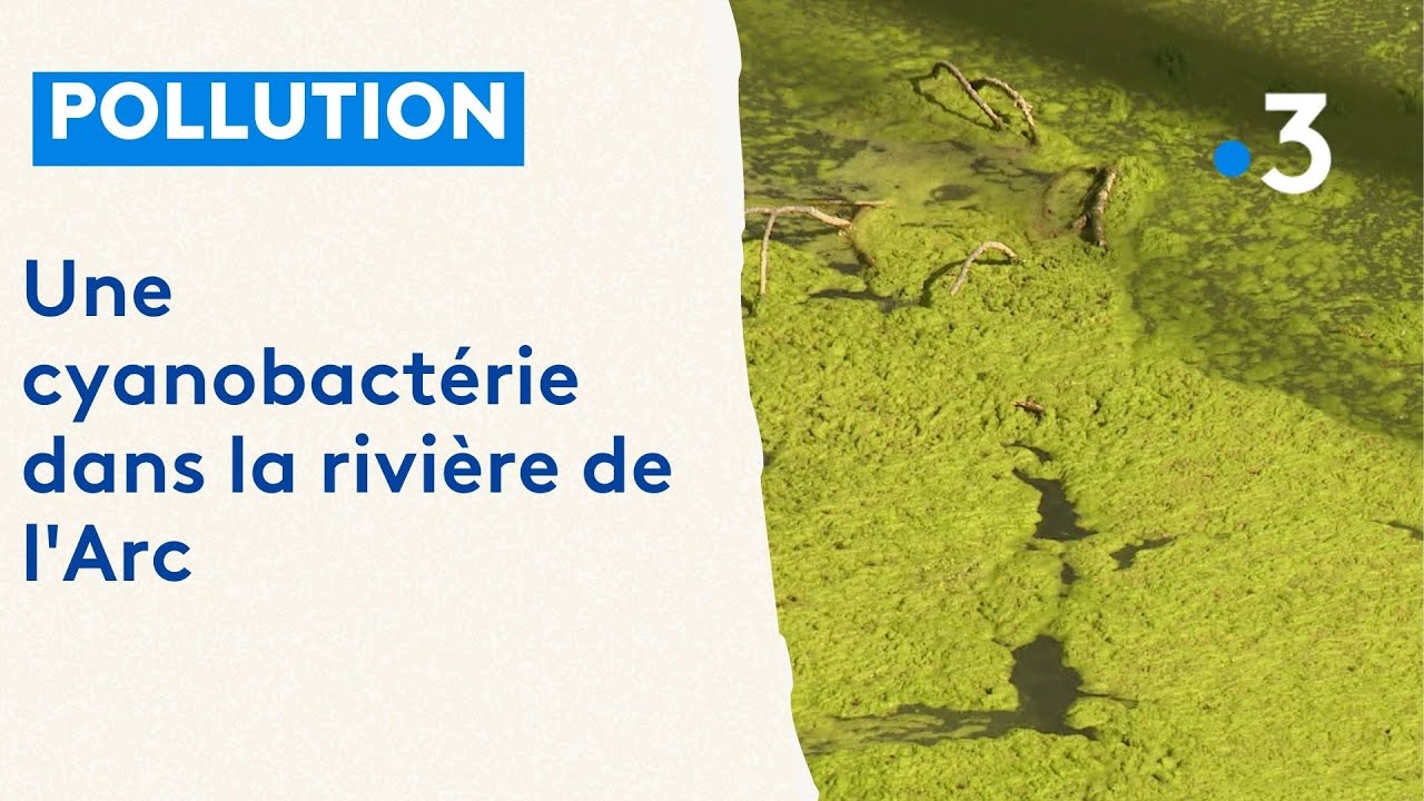 Présence d'une cyanobactérie dans la rivière de l'Arc : une menace pour ...