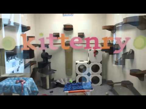 Kittenpalooza 2014!
