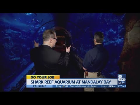 Do Your Job: SHARK REEF AT MANDALAY BAY