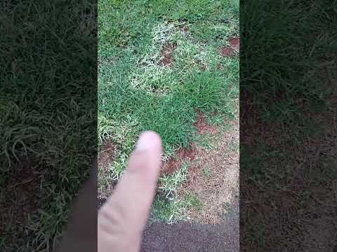 White Tipped Grass 007 (New Patches)