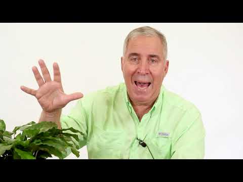 Ask the Plant Hunter - Network™ Calathea