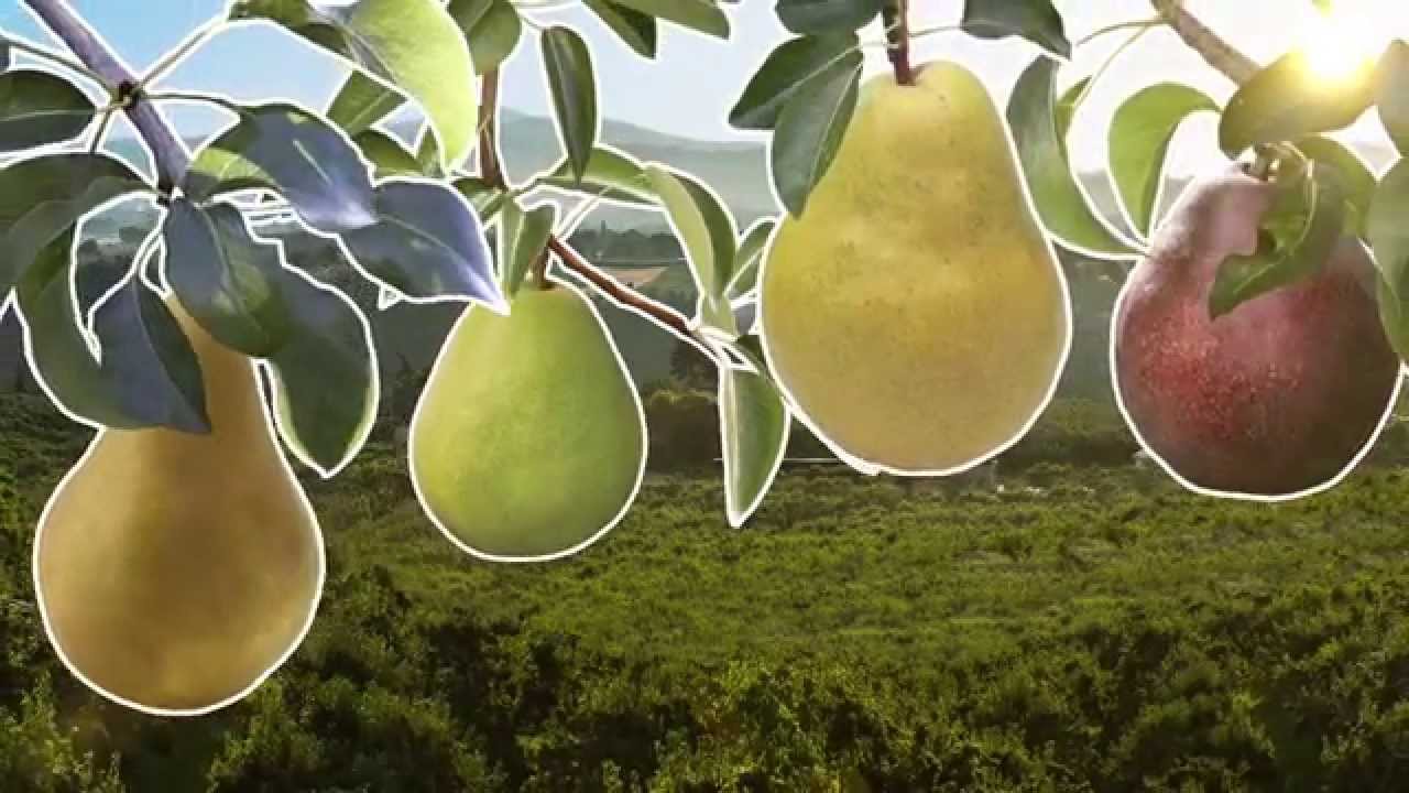 Pear Varieties