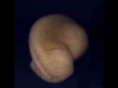 Movie 4: Xenopus laevis embryo from the neurula stage through to hatching.
