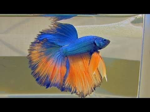 The Bettas4all Standard incl. gallery of over 40 Siamese Fighting Fish