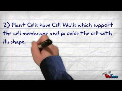 Five facts about the Animal Cell