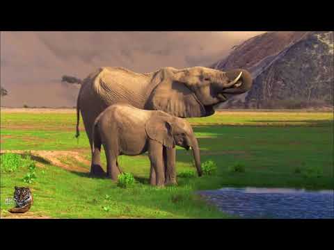 Surviving the Extreme: Wildlife of Death Valley Desert, Wild Animals Hindi,#wildlife #hindi