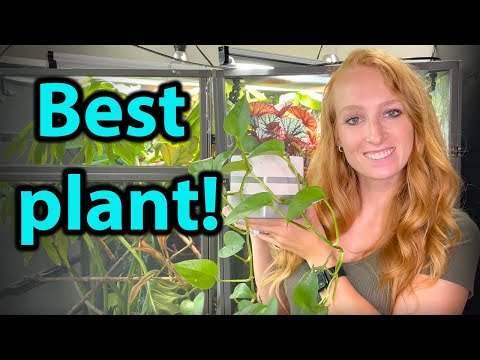 What is the best plant to use for a chameleon?