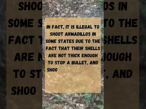 Armadillo shells are bulletproof ? #shorts #science #youtubeshorts #youtubeshort @Blippi