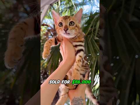 The 5 Most Expensive Cats In The World