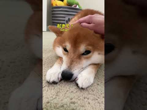 Talk to my shiba in Japanese part 4 #shibainu #shiba #柴犬 #しばいぬ #shorts