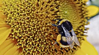 Can bees solve the world's food storage problem?