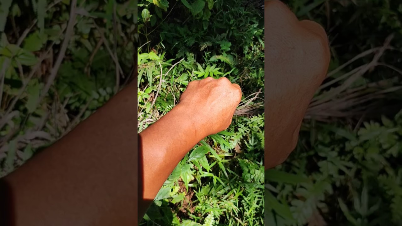 stick insect or praying mantis? #anyuniqueanimals #insects #mantis #wildlife