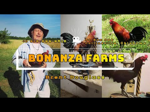 To Raise the Highest Caliber Gamefowl on Earth Bonanza Farms