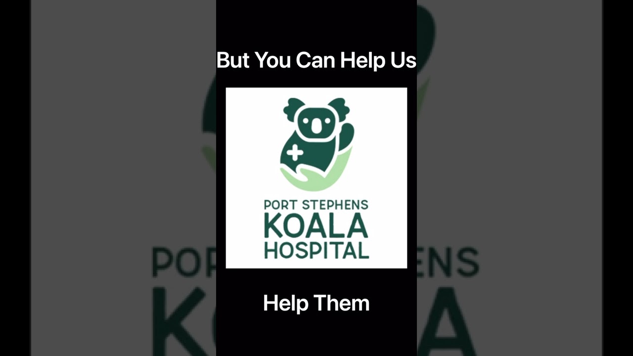 Save the Koala Day 2022