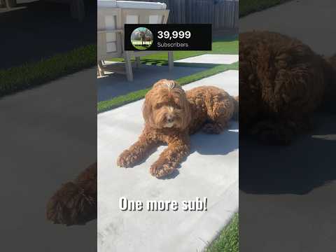One more sub! #puppy #love #funny #cute